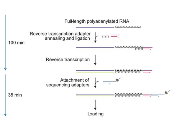 Direct RNA Sequencing (RNA004) Protocol - Neurobiology.Dev
